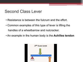 KINECSIOLOGY LECT -LEVER SYSTEM.pptttttx | PPTX