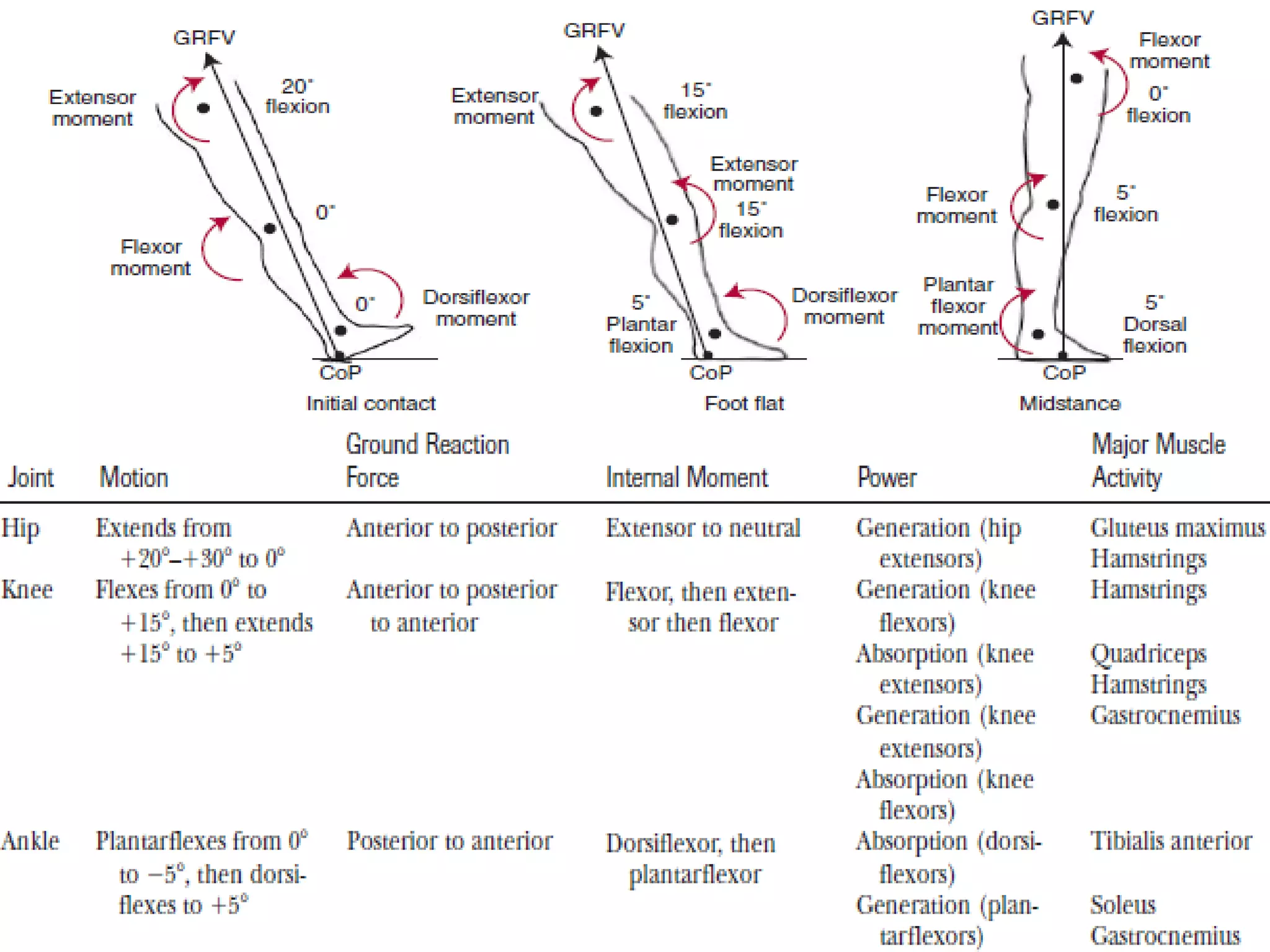 Kinematics and kinetics of gait | PDF