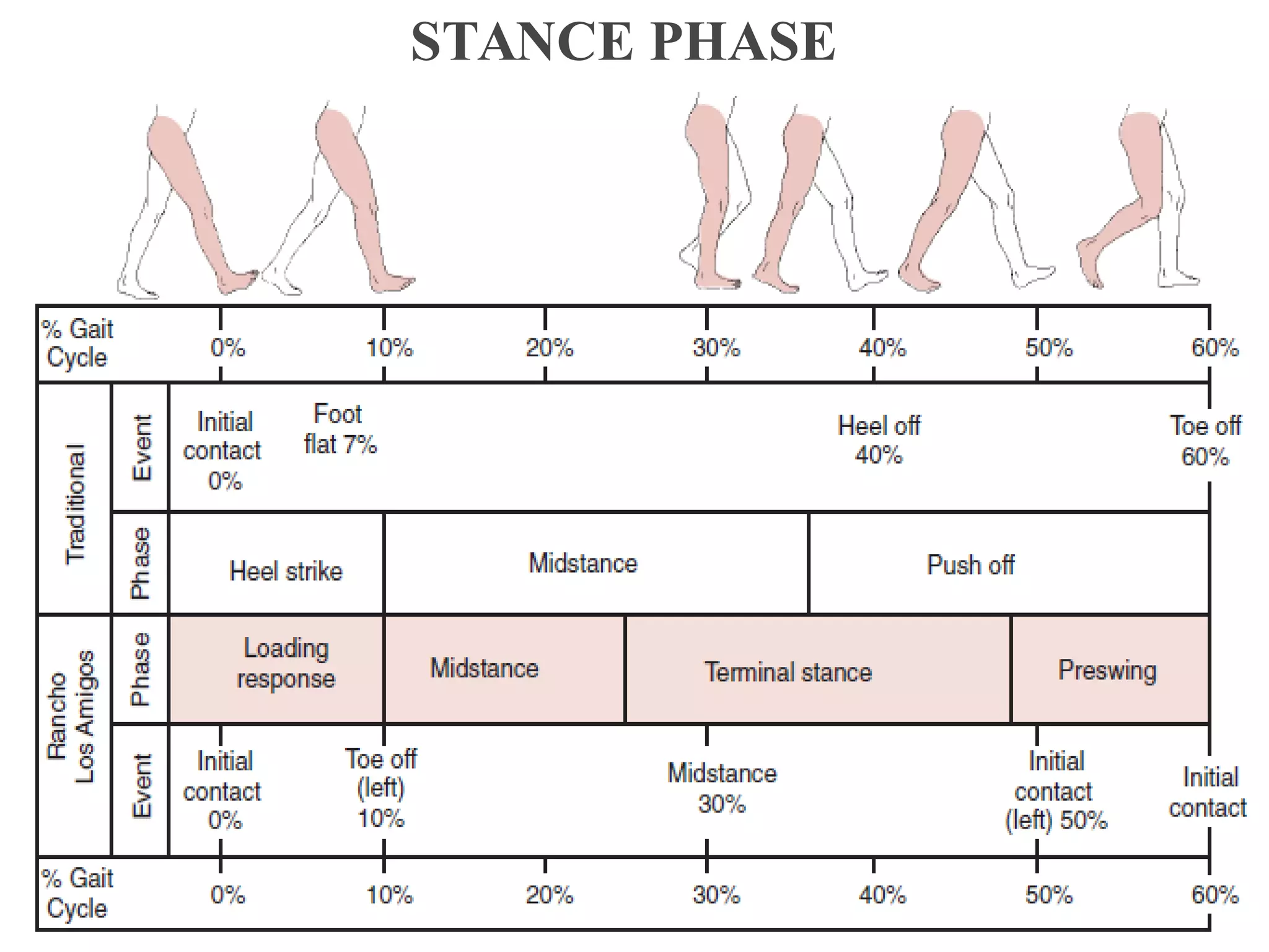 Kinematics and kinetics of gait | PDF