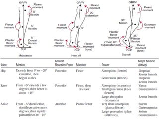 Kinematics and kinetics of gait | PDF