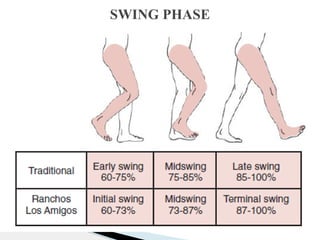 Kinematics and kinetics of gait | PDF