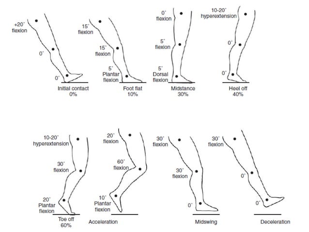 Kinematics and kinetics of gait | PDF