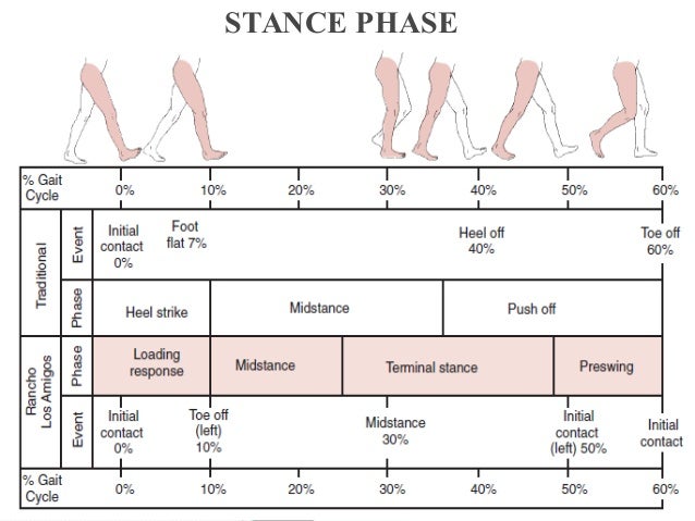 Kinematics and kinetics of gait