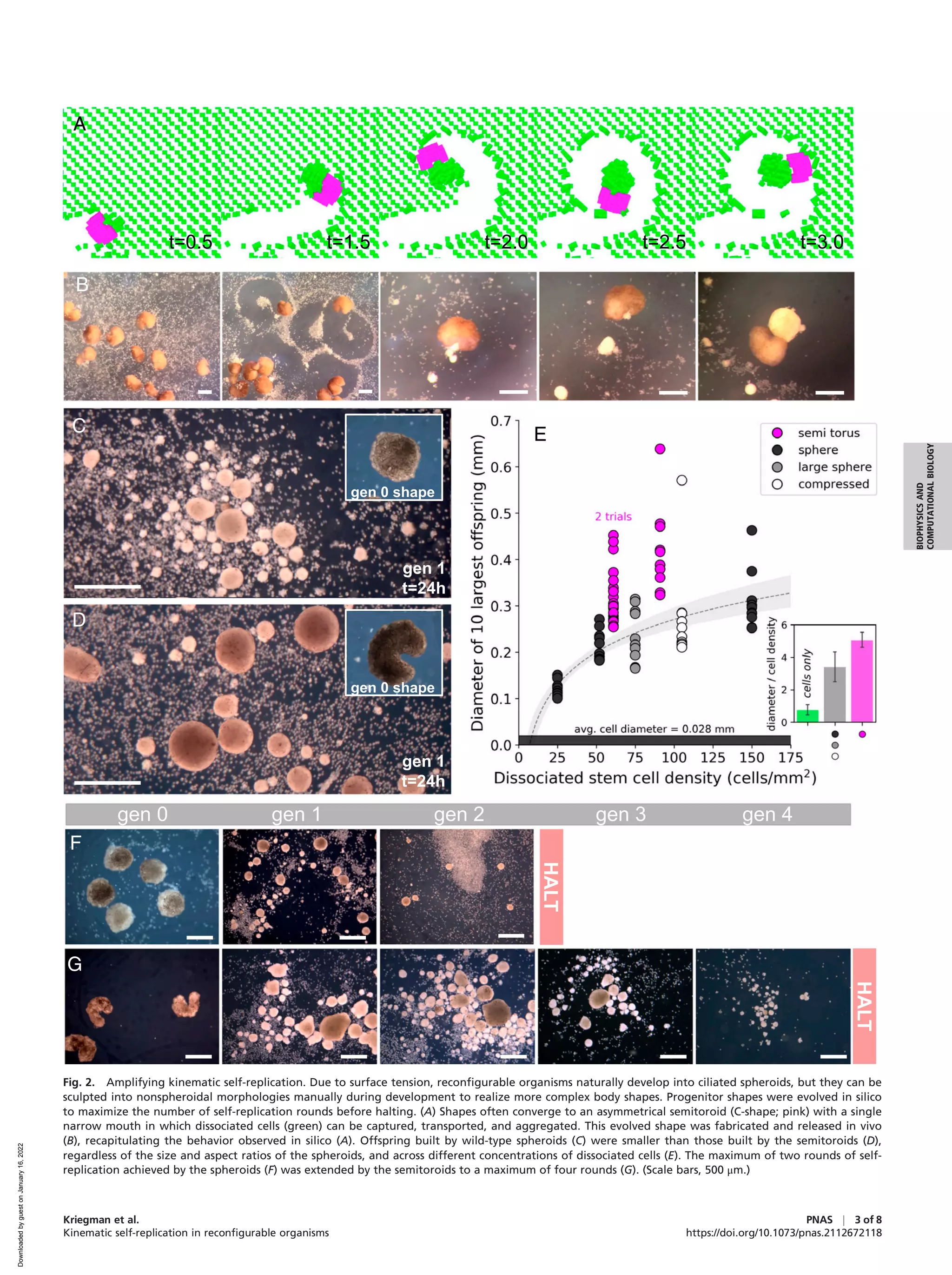 Kinematic self-replication in reconfigurable organisms | PDF | Genetics ...