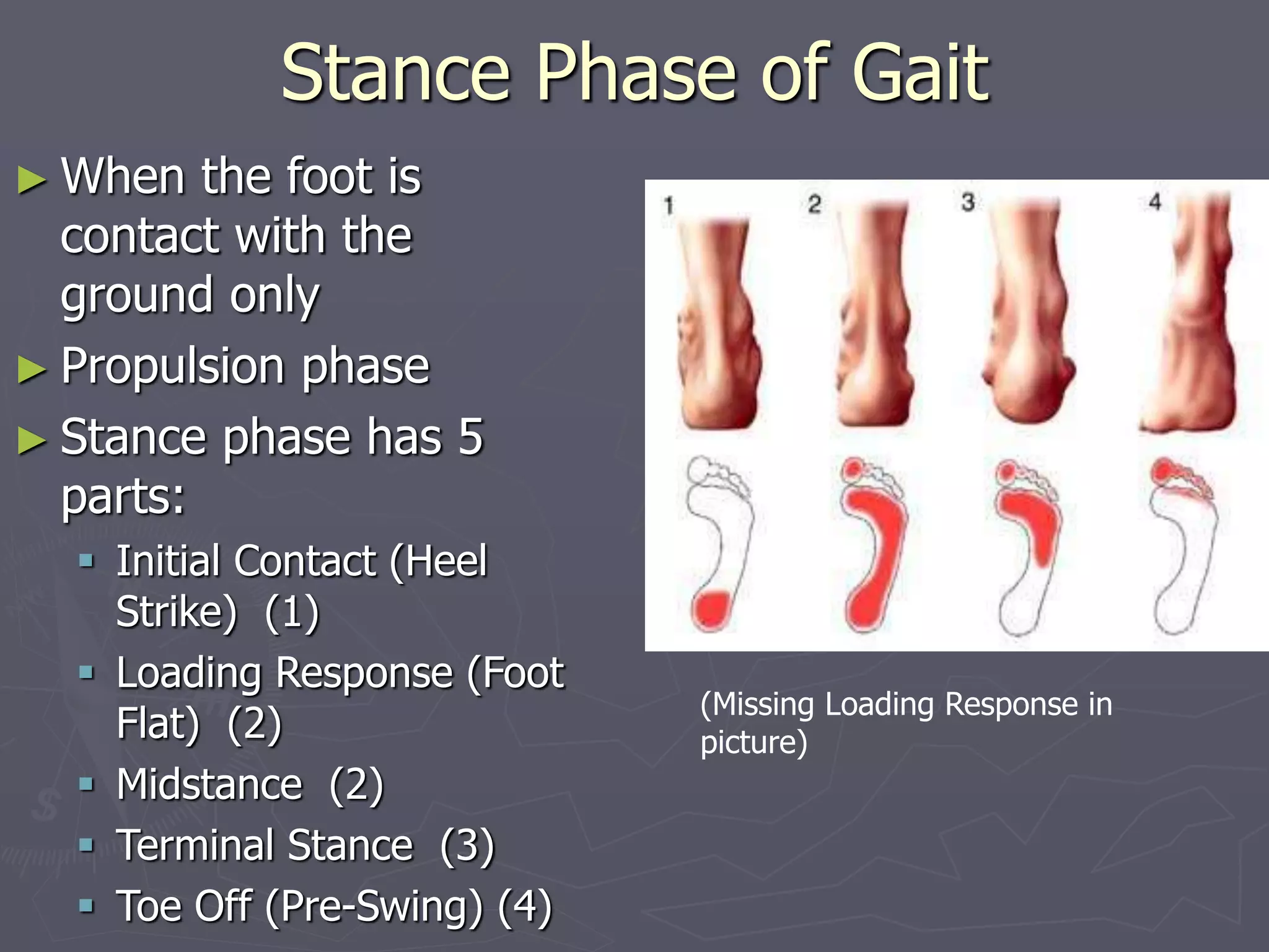 KINEMATICS OF LOCOMOTION.PPT | Foot Health | Diseases and Conditions
