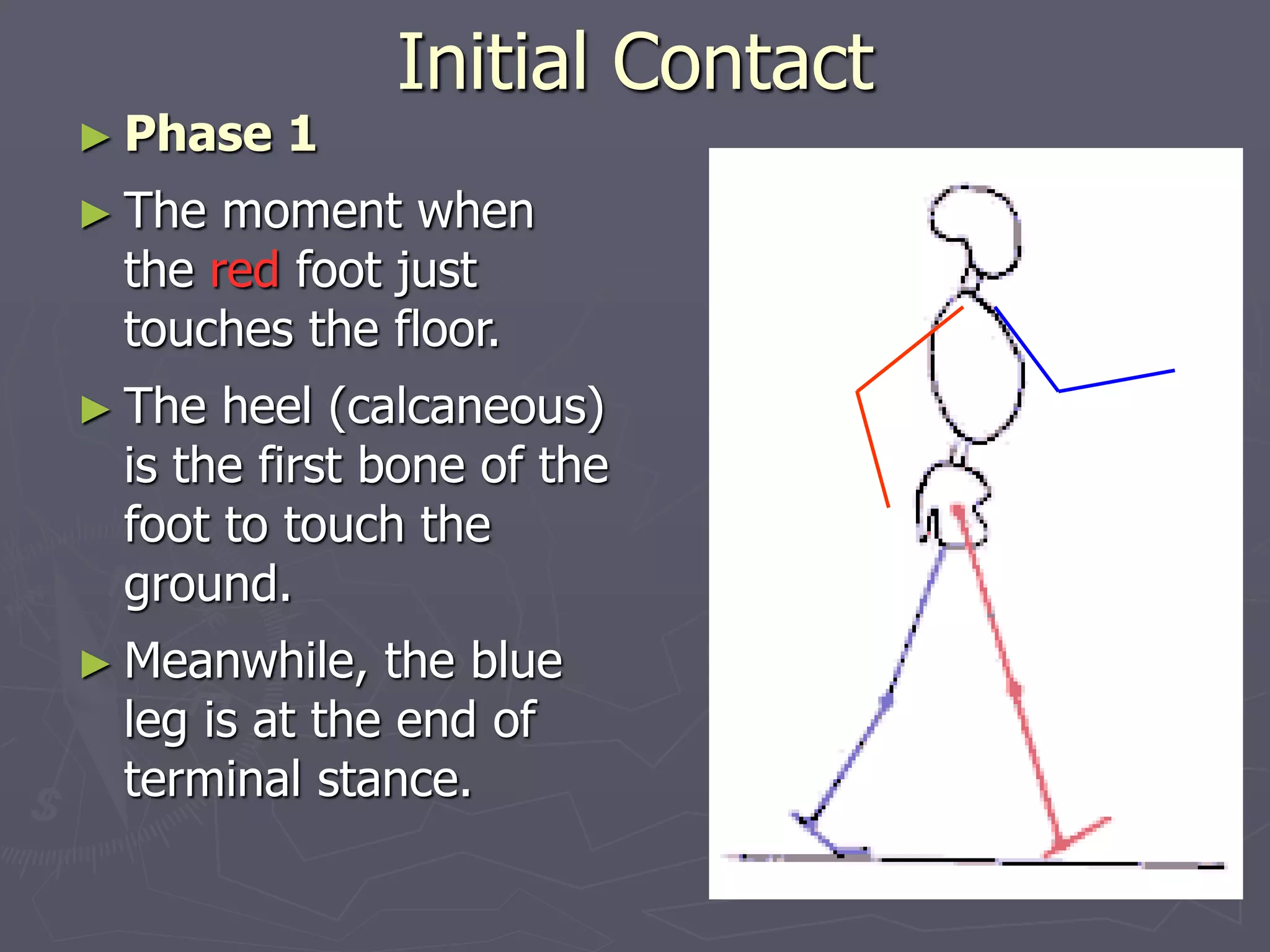 KINEMATICS OF LOCOMOTION.PPT | Foot Health | Diseases and Conditions