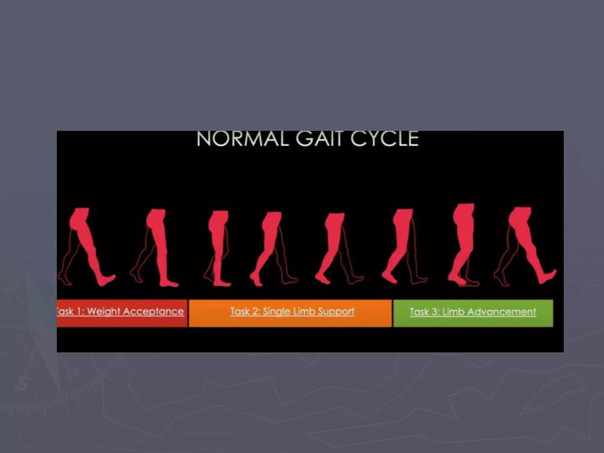 KINEMATICS OF LOCOMOTION.PPT | Foot Health | Diseases and Conditions