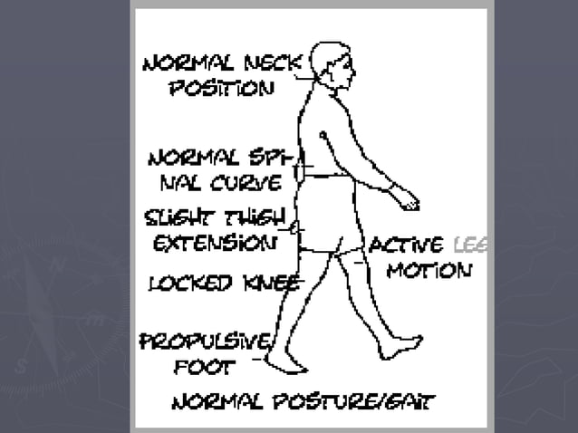 KINEMATICS OF LOCOMOTION.PPT | Foot Health | Diseases and Conditions