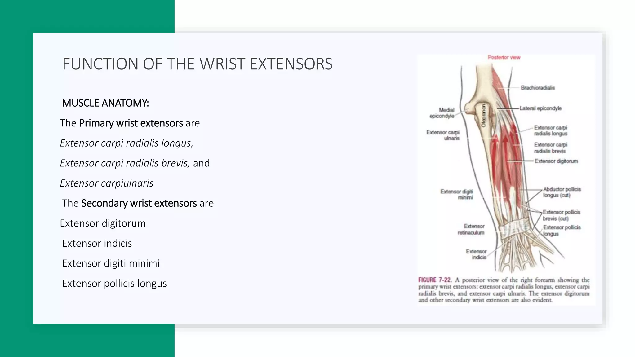 Kinematics of wrist | PPTX