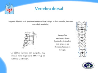 Kinesiologia de tórax | PDF