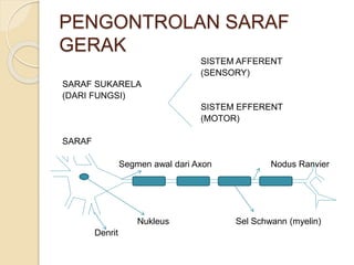 Kinesiologi dan biomekanika | PPTX