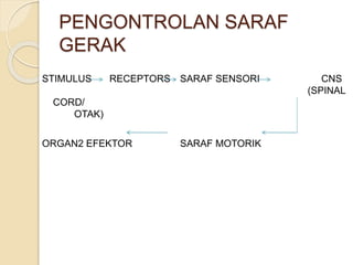 Kinesiologi dan biomekanika | PPTX