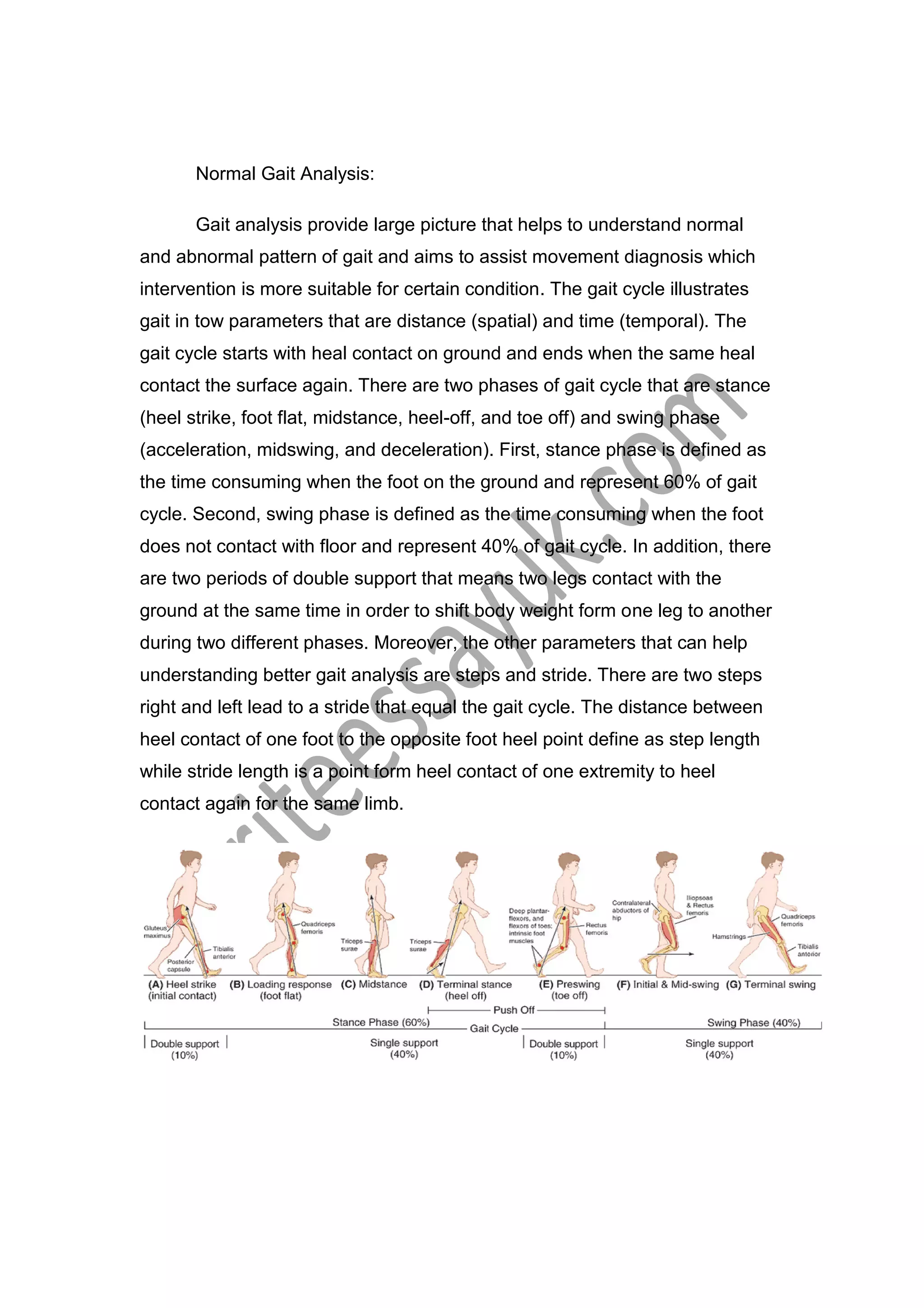Comparison between Hamstring Lengthening Tendon and Hamstring Tendon ...