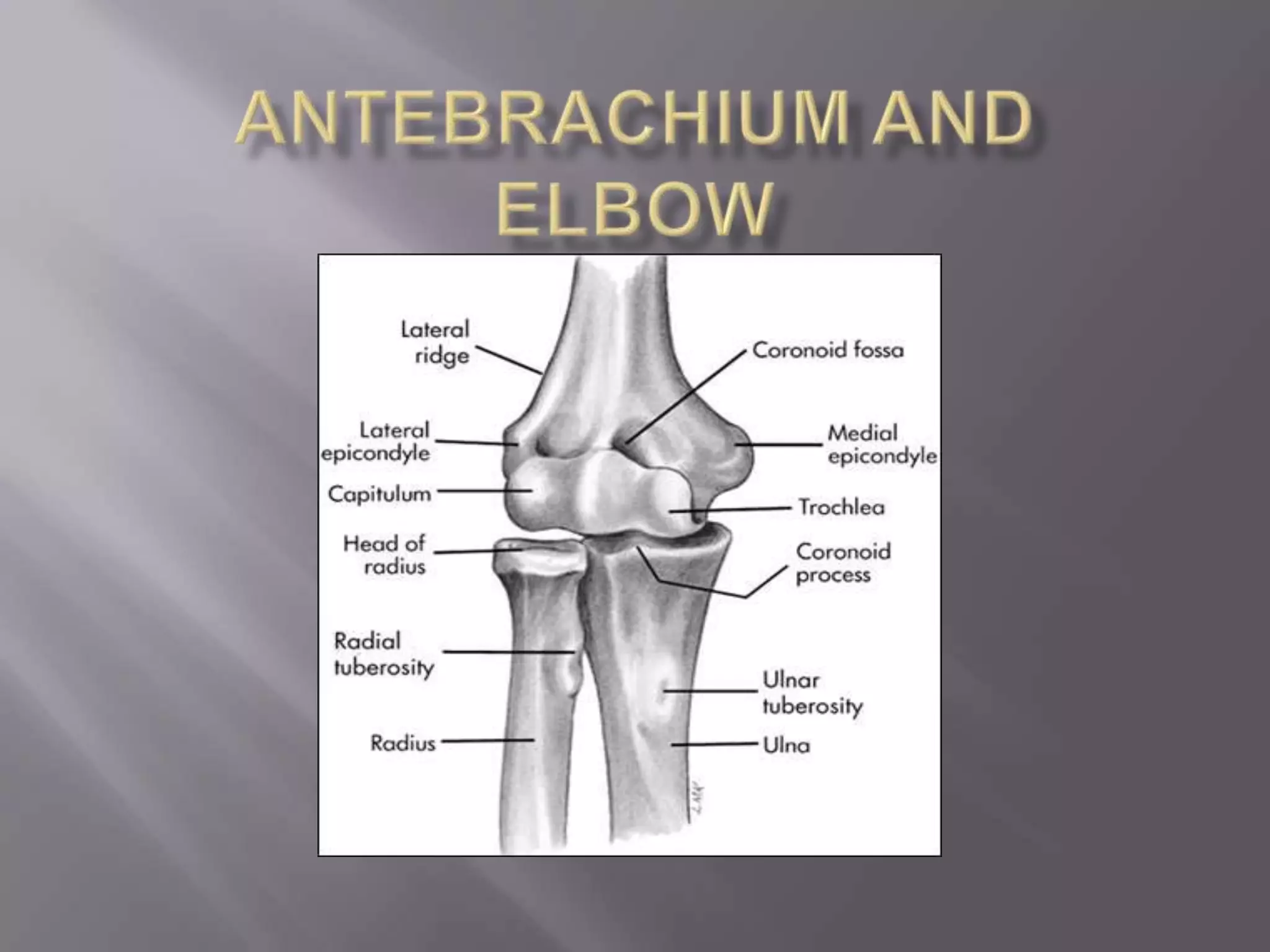Kinesiology antebrachium and elbow | PPT