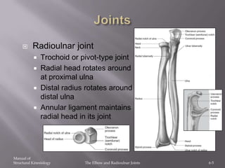 Kinesiology antebrachium and elbow | PPT