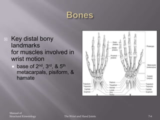 Kinesiology antebrachium and elbow | PPTX