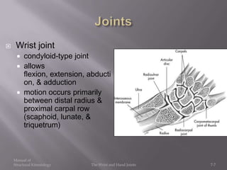 Kinesiology antebrachium and elbow | PPT