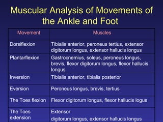 Kinesiology Of Ankle And Foot | PPT
