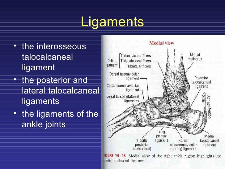 Kinesiology Of Ankle And Foot