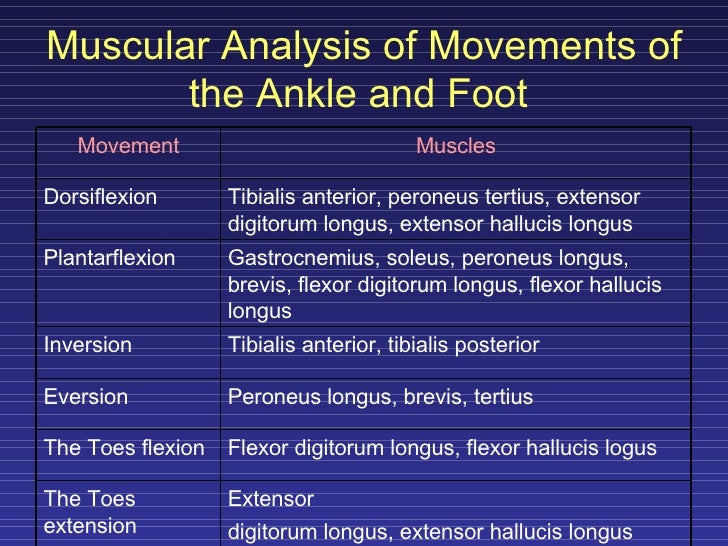 Kinesiology Of Ankle And Foot