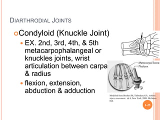 Kinesiology of base presented by Atefeh Aboutorabi | PPT