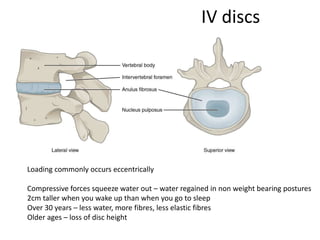 Kinesiology of the back.pptx