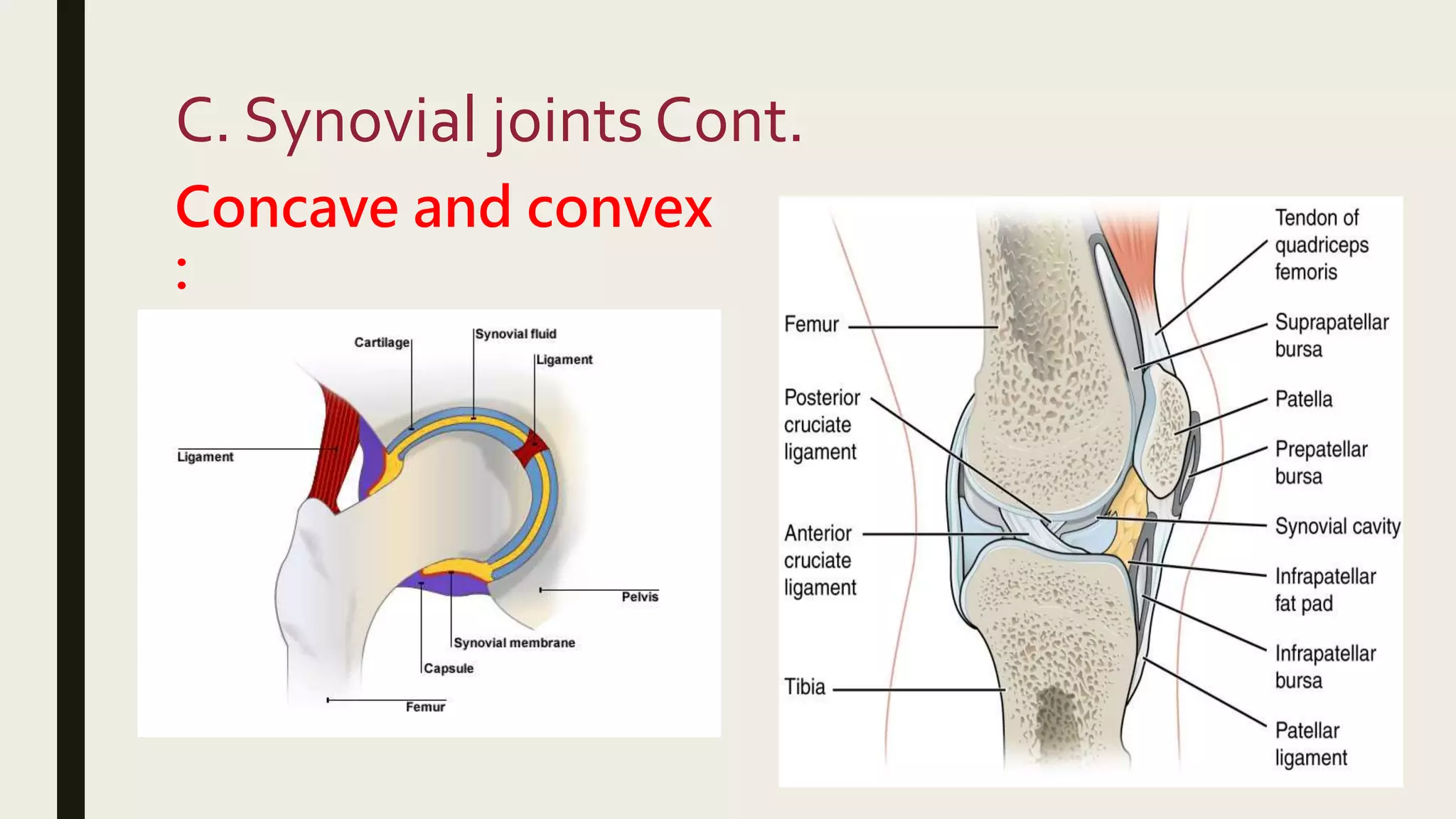Kinesiology types of joints | PPTX