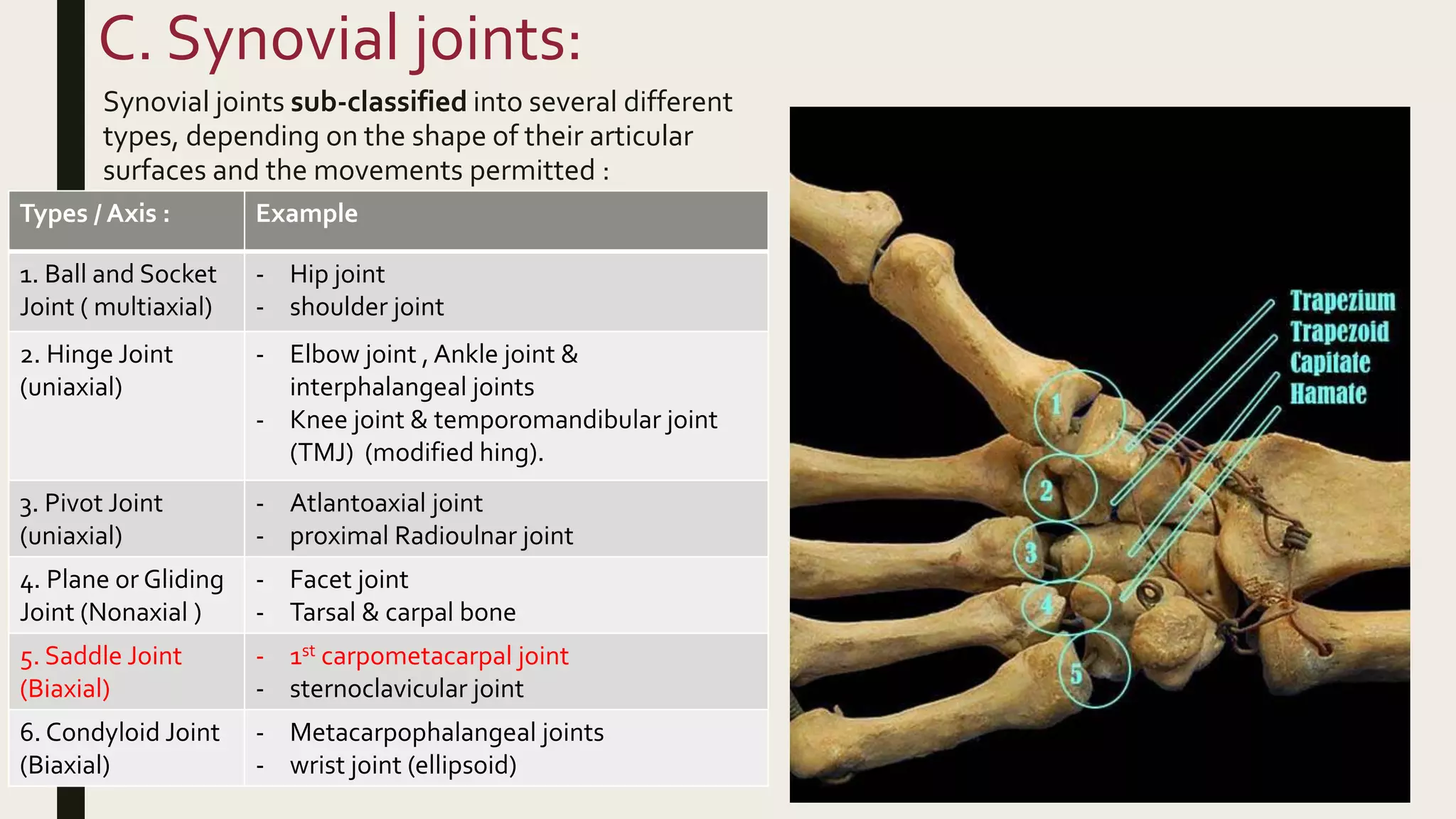 Kinesiology types of joints | PPTX