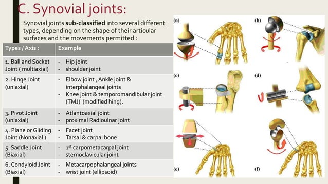 Kinesiology types of joints | PPTX
