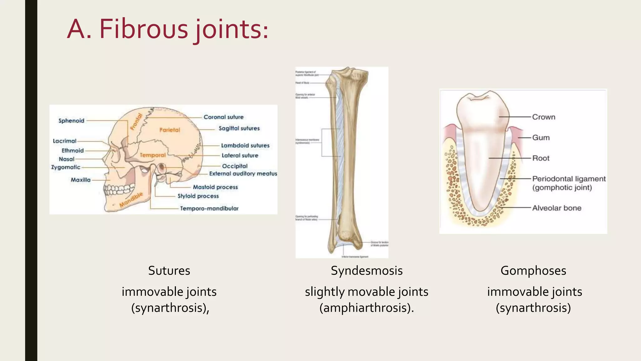 Kinesiology types of joints | PPTX