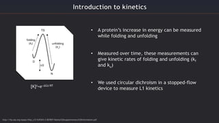 L1 Protein Kinetics | PPT