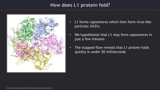 L1 Protein Kinetics | PPTX
