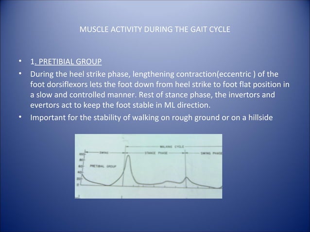 Kinetics and kinematics of gait | PPT | Physics | Science