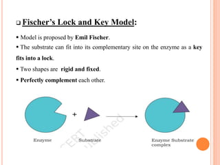 Kinetics of enzyme activity SlideShare | PPTX