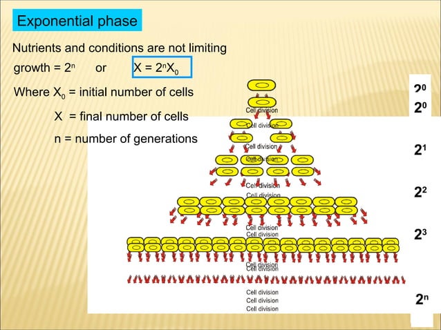 Kinetics of growth | PPT