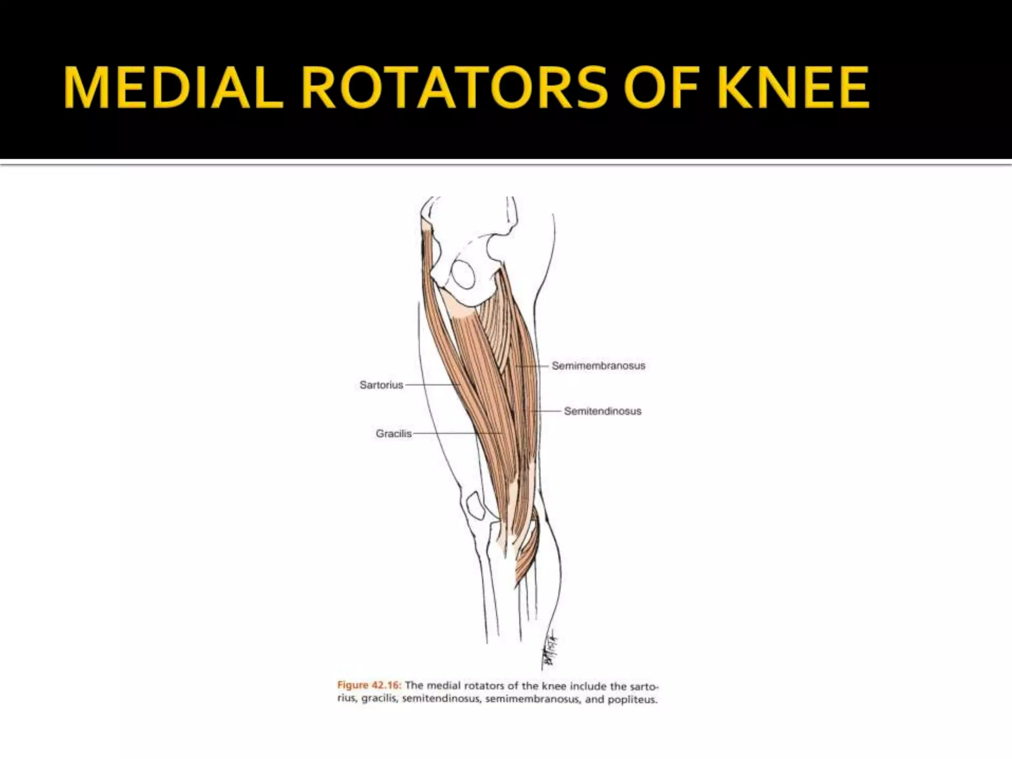 Kinetics of knee joint | PPTX