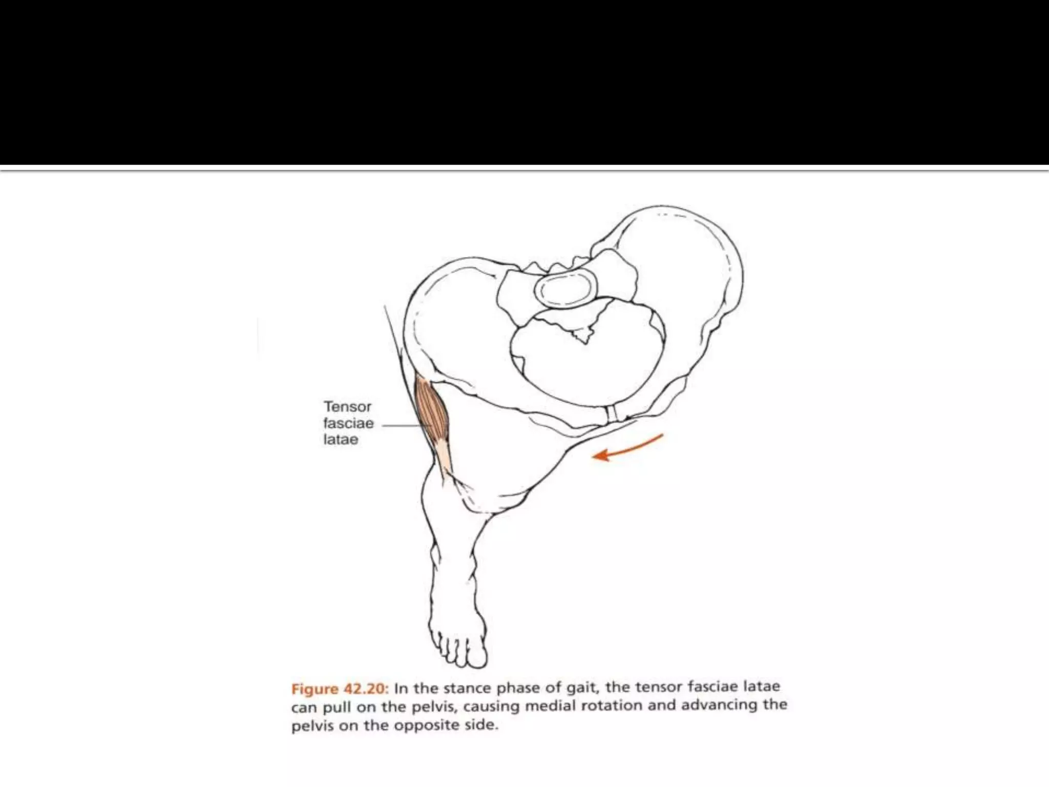 Kinetics of knee joint | PPTX