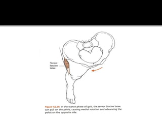 Kinetics of knee joint | PPTX