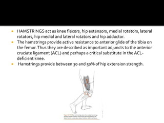 Kinetics of knee joint | PPTX
