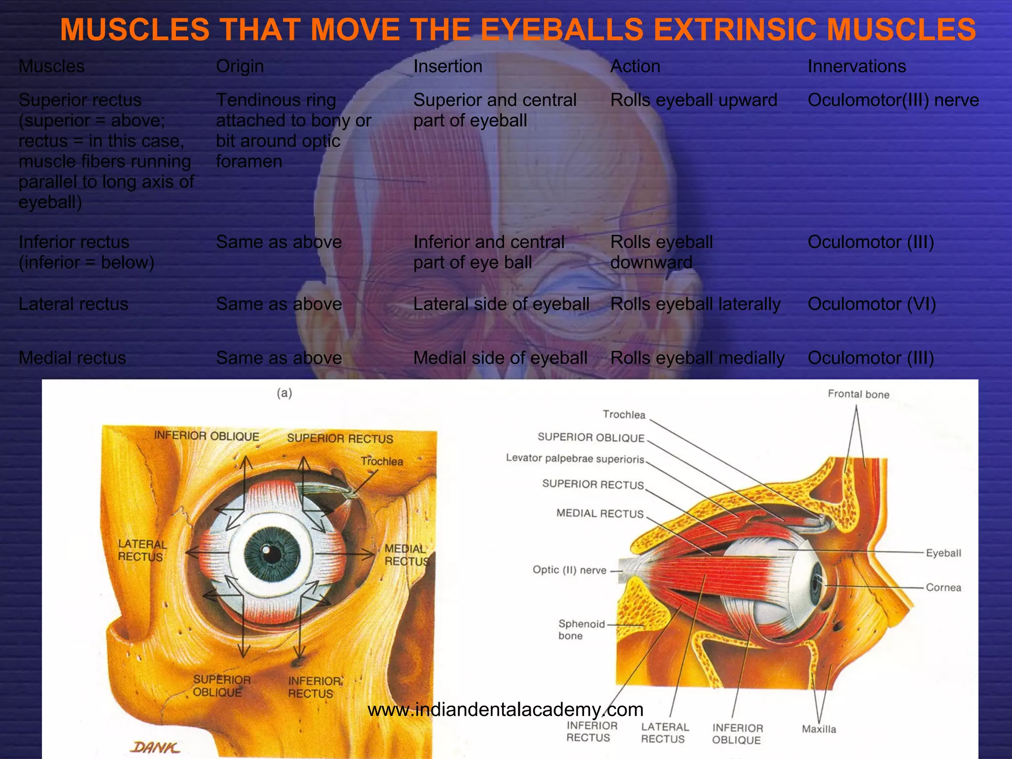 Kinetics of orofacial muscles in c.d. dr barman /orthodontic courses by ...