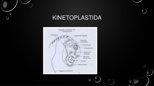 Phylum Kinetoplastida