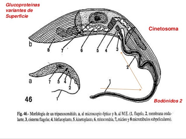 Phylum Kinetoplastida