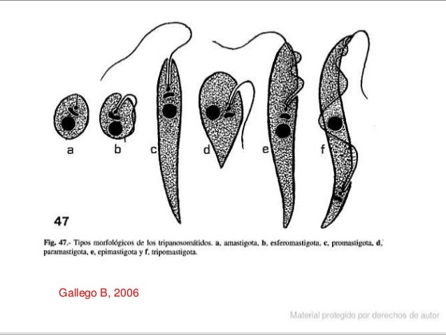 Phylum Kinetoplastida