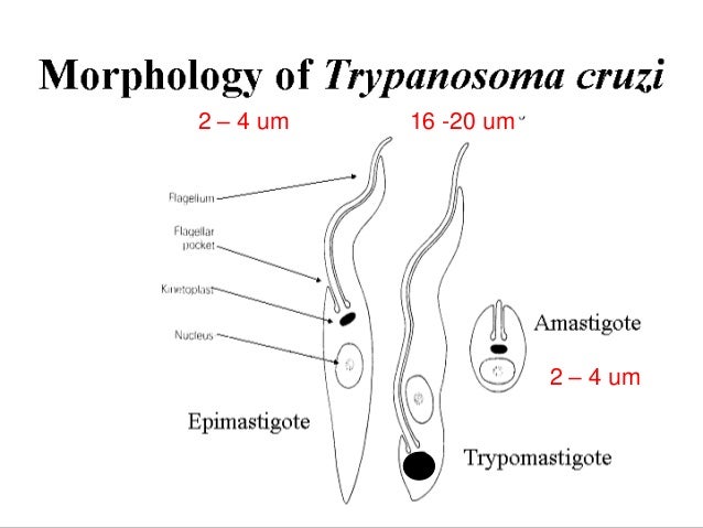 Phylum Kinetoplastida