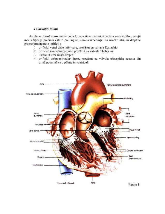Kinetoterapie in afectiuni cardiovasculare | PDF