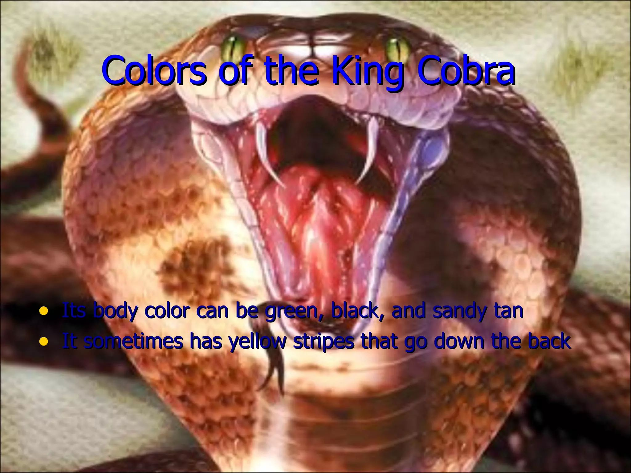 King cobra | PPT