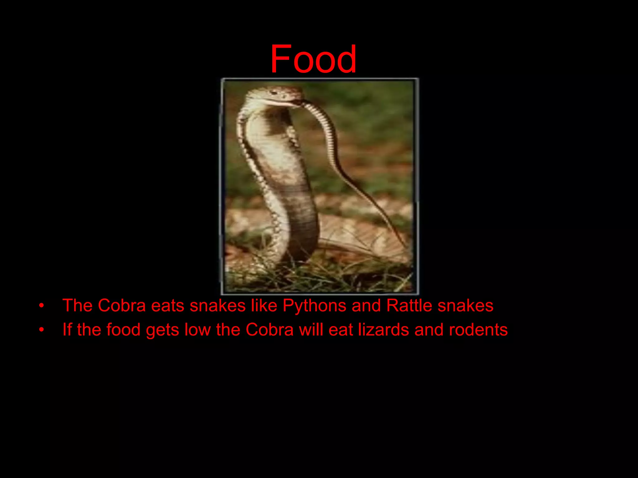 King cobra | PPT