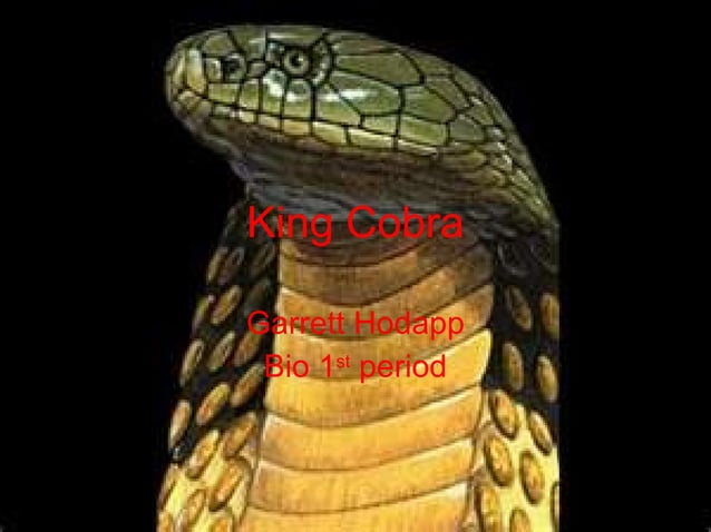 King cobra | PPT