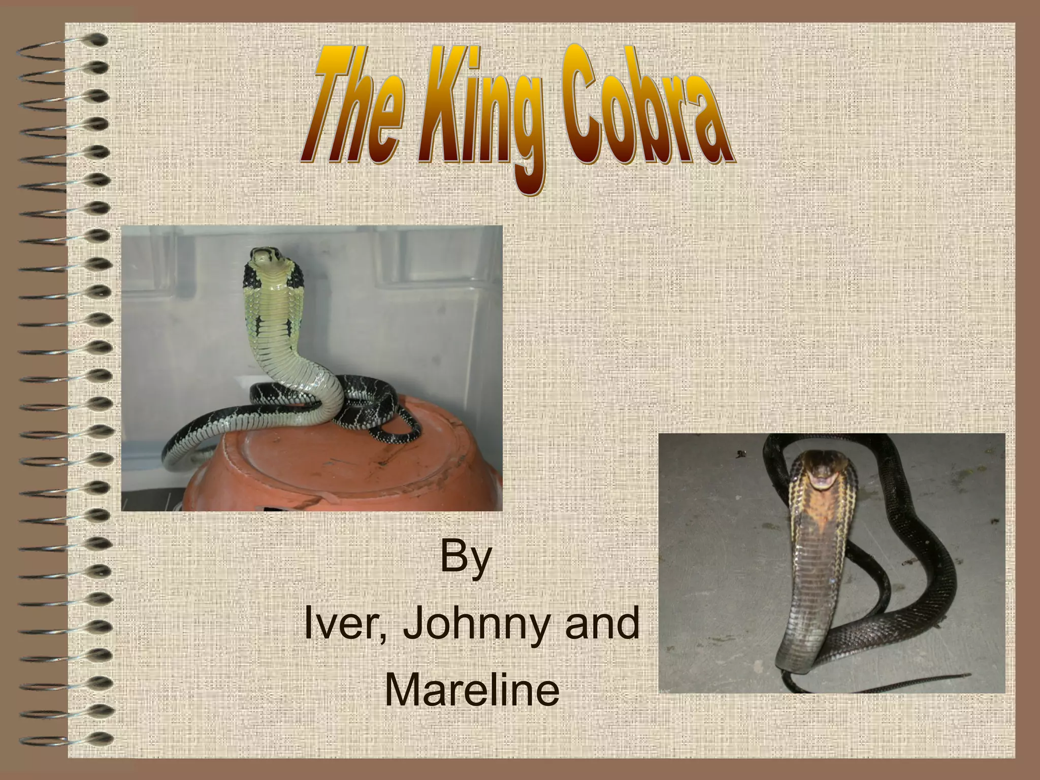 King cobras | PPT