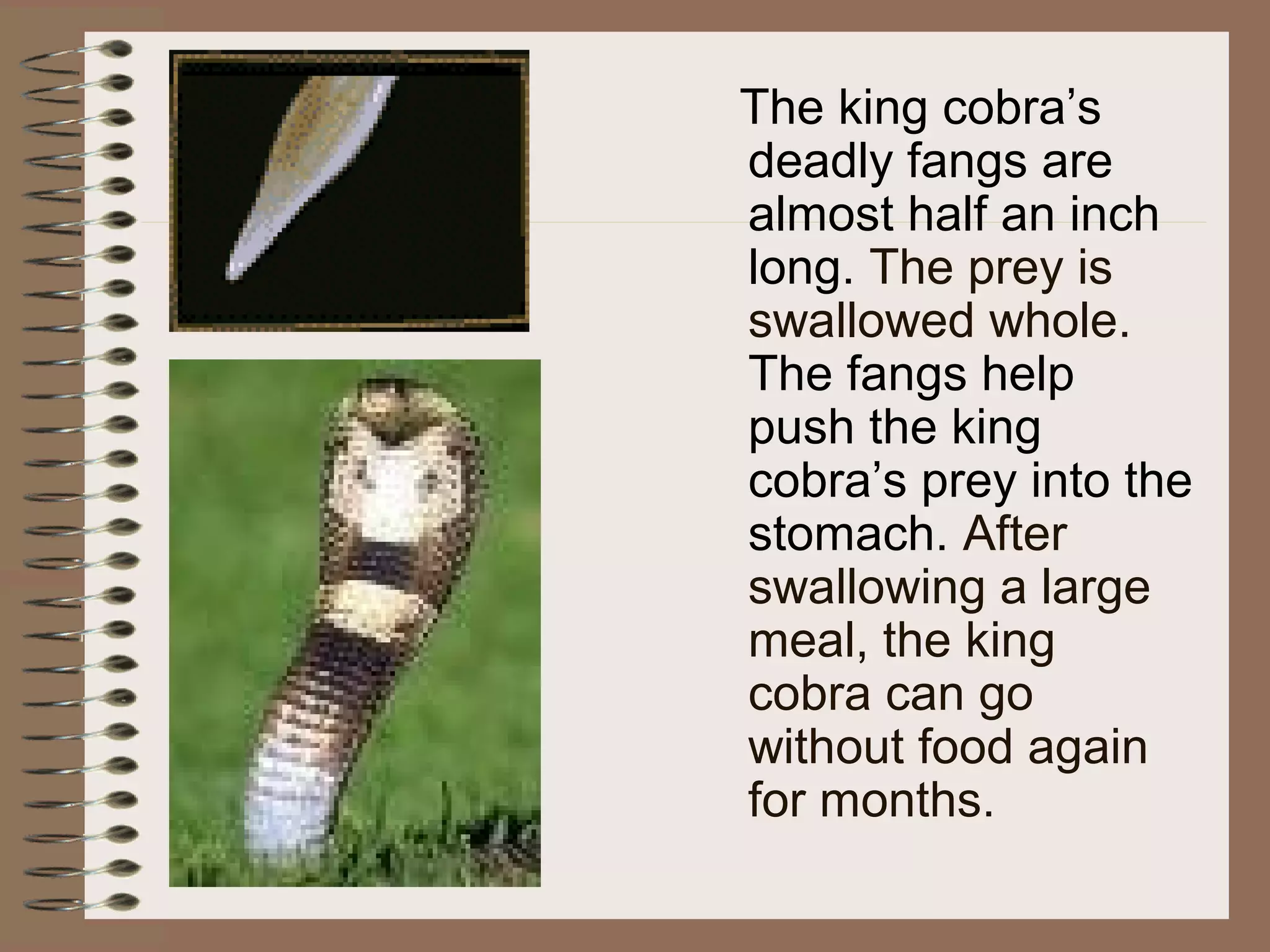 King cobras | PPT